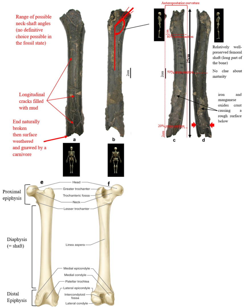 Nature and relationships of Sahelanthropus tchadensis – DECODER